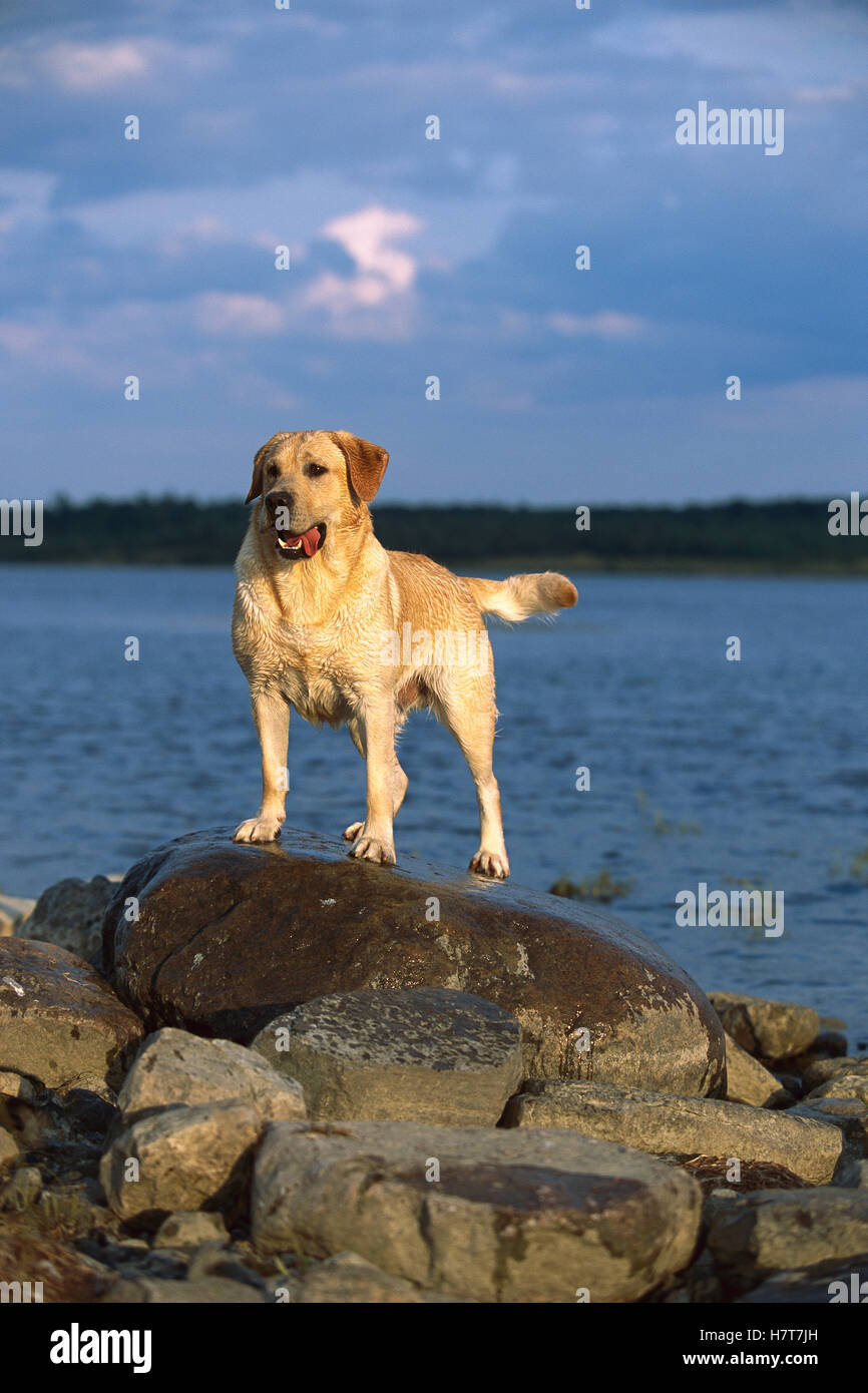 Yellow Labrador Retriever (Canis familiaris) portrait of adult dog ...