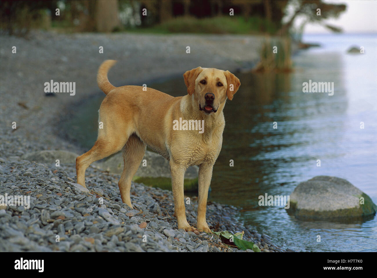 Yellow Labrador Retriever (Canis familiaris) portrait of adult female ...