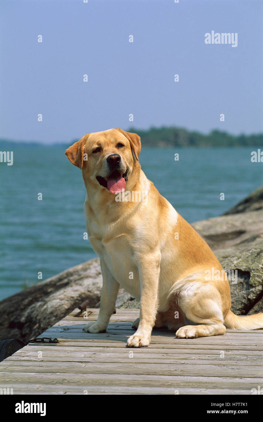 Yellow Labrador Retriever (Canis familiaris) portrait of adult dog ...