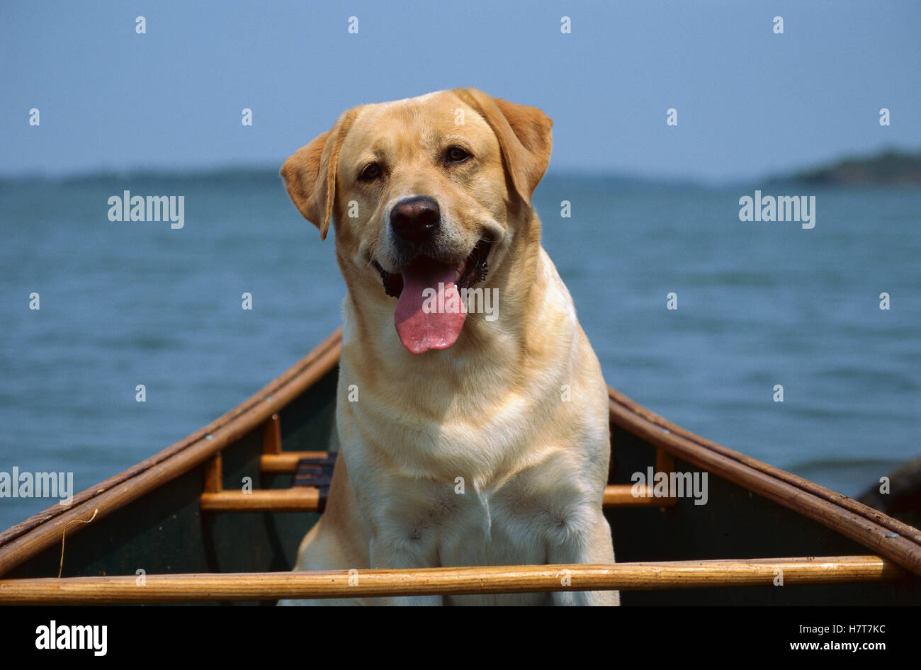 Yellow Labrador Retriever (Canis familiaris) adult going for a canoe ...