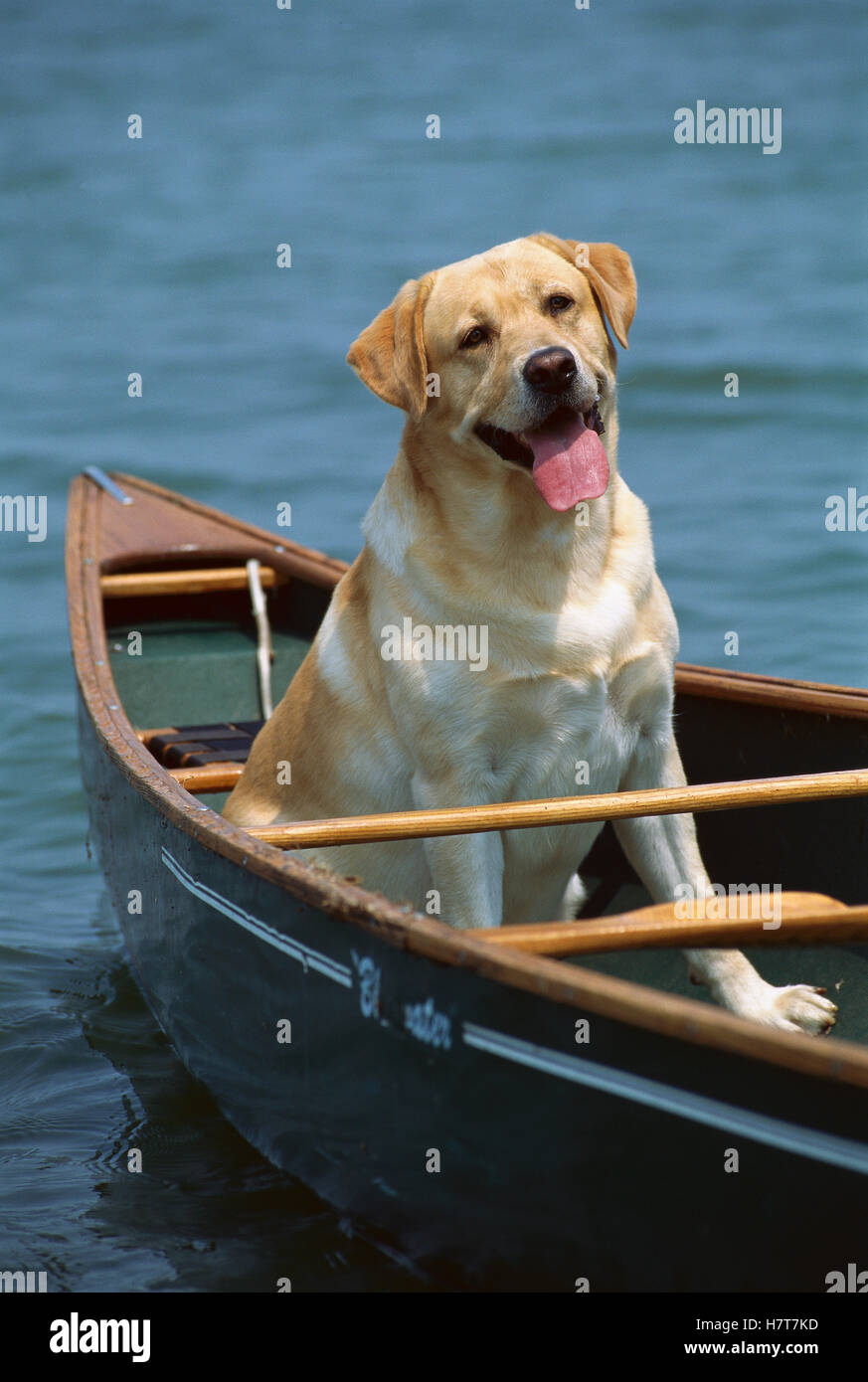 Yellow Labrador Retriever (Canis familiaris) adult going for a canoe ...