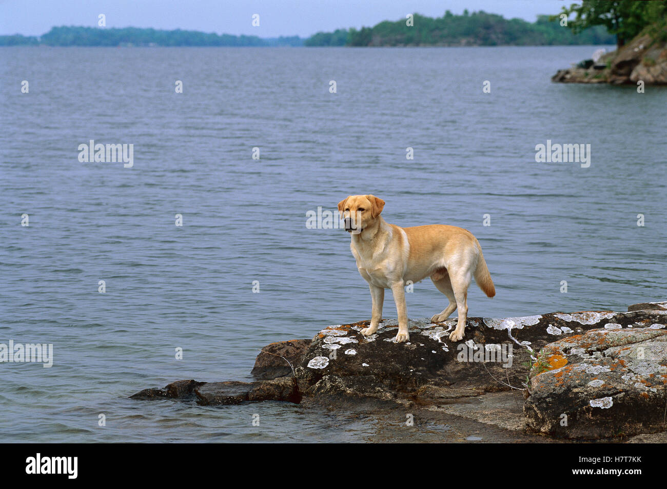 Yellow Labrador Retriever (Canis familiaris) portrait of adult male dog ...