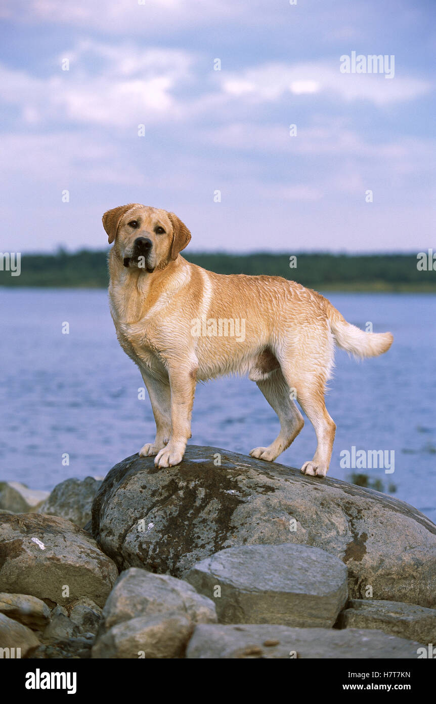 Yellow Labrador Retriever (Canis familiaris) portrait of adult male dog ...