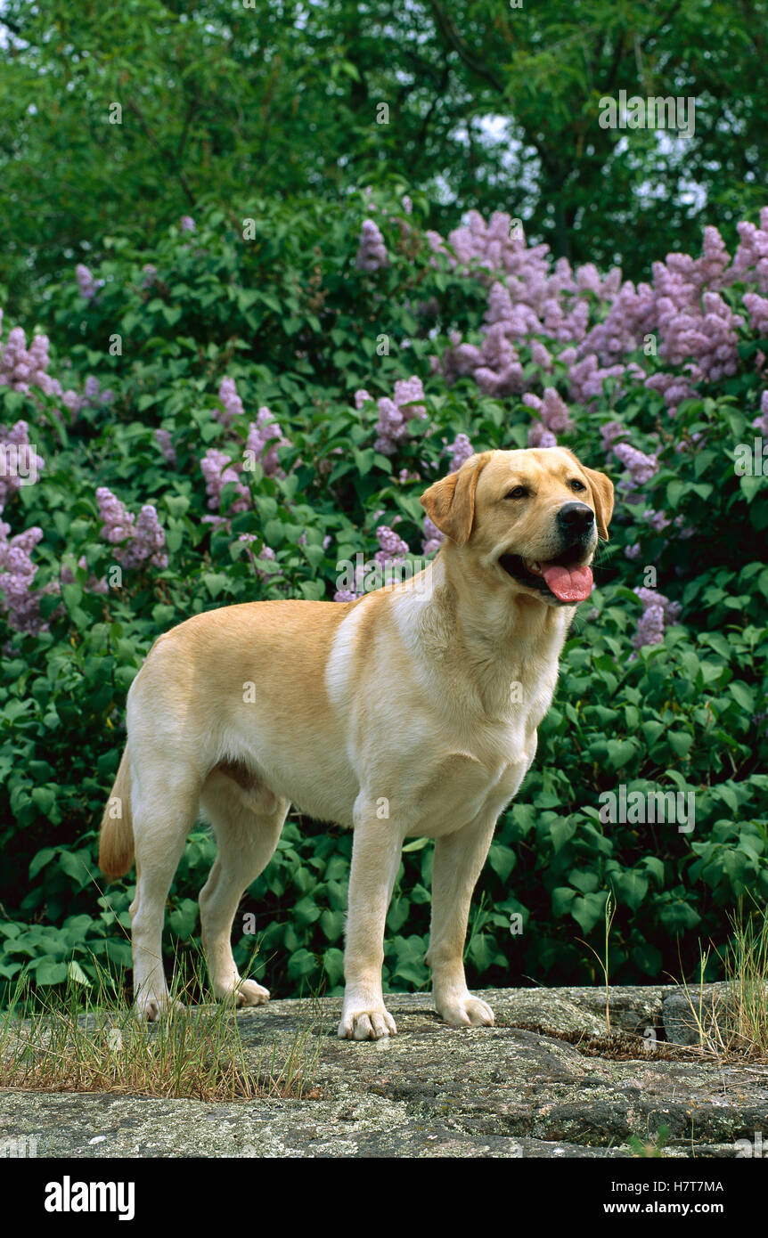 Yellow Labrador Retriever (Canis familiaris) adult male dog standing ...