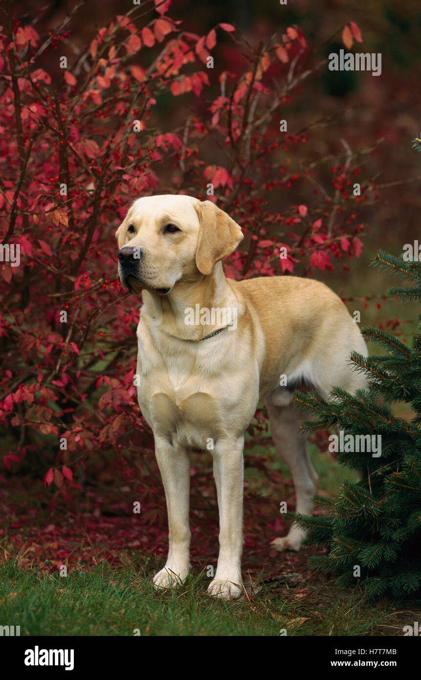 Yellow Labrador Retriever (Canis familiaris) adult male dog portrait ...
