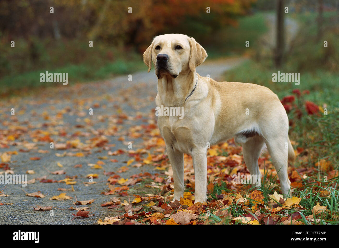 Yellow Labrador Retriever (Canis familiaris) portrait of adult male dog ...