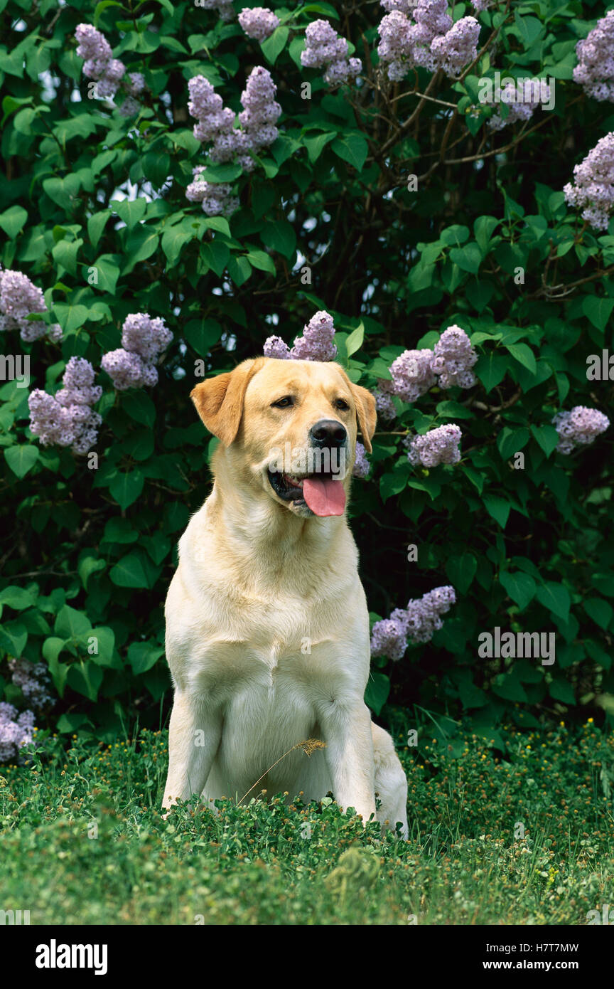 Yellow Labrador Retriever (Canis familiaris) adult sitting in front of ...