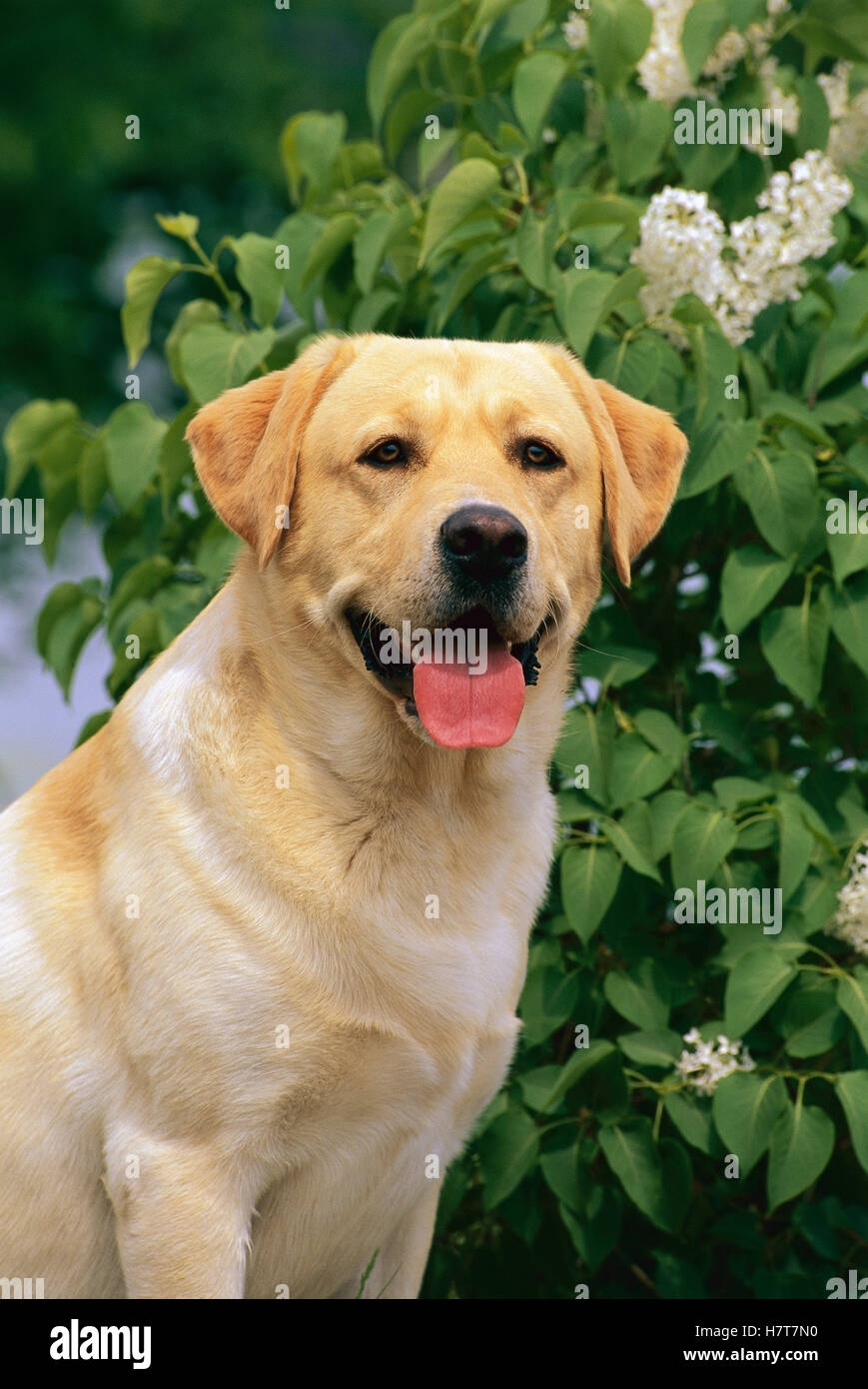 Yellow Labrador Retriever (Canis familiaris) portrait of adult dog ...