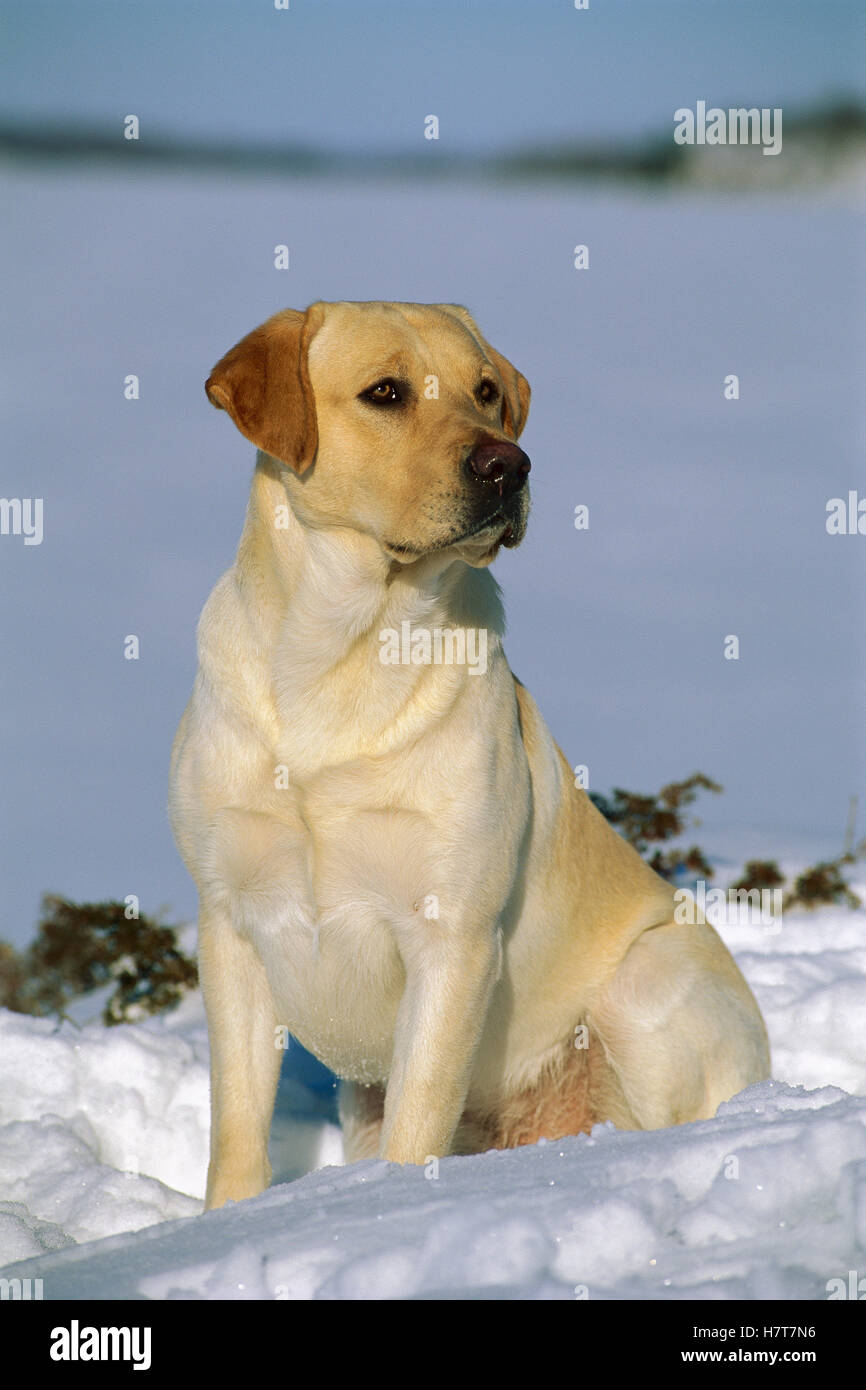 Yellow Labrador Retriever (Canis familiaris) portrait of adult male dog ...