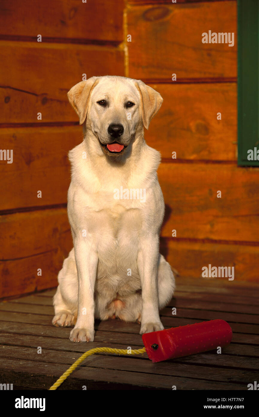 Yellow Labrador Retriever (Canis familiaris) adult female dog sitting ...