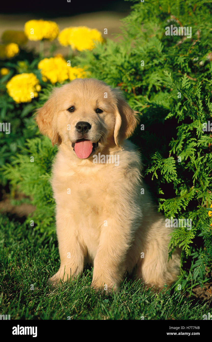 Golden Retriever (Canis familiaris) portrait of a puppy sitting near ...