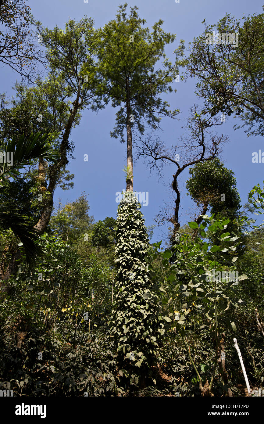 Coffee bushes and wild pepper vines in a coffee plantation Stock Photo ...