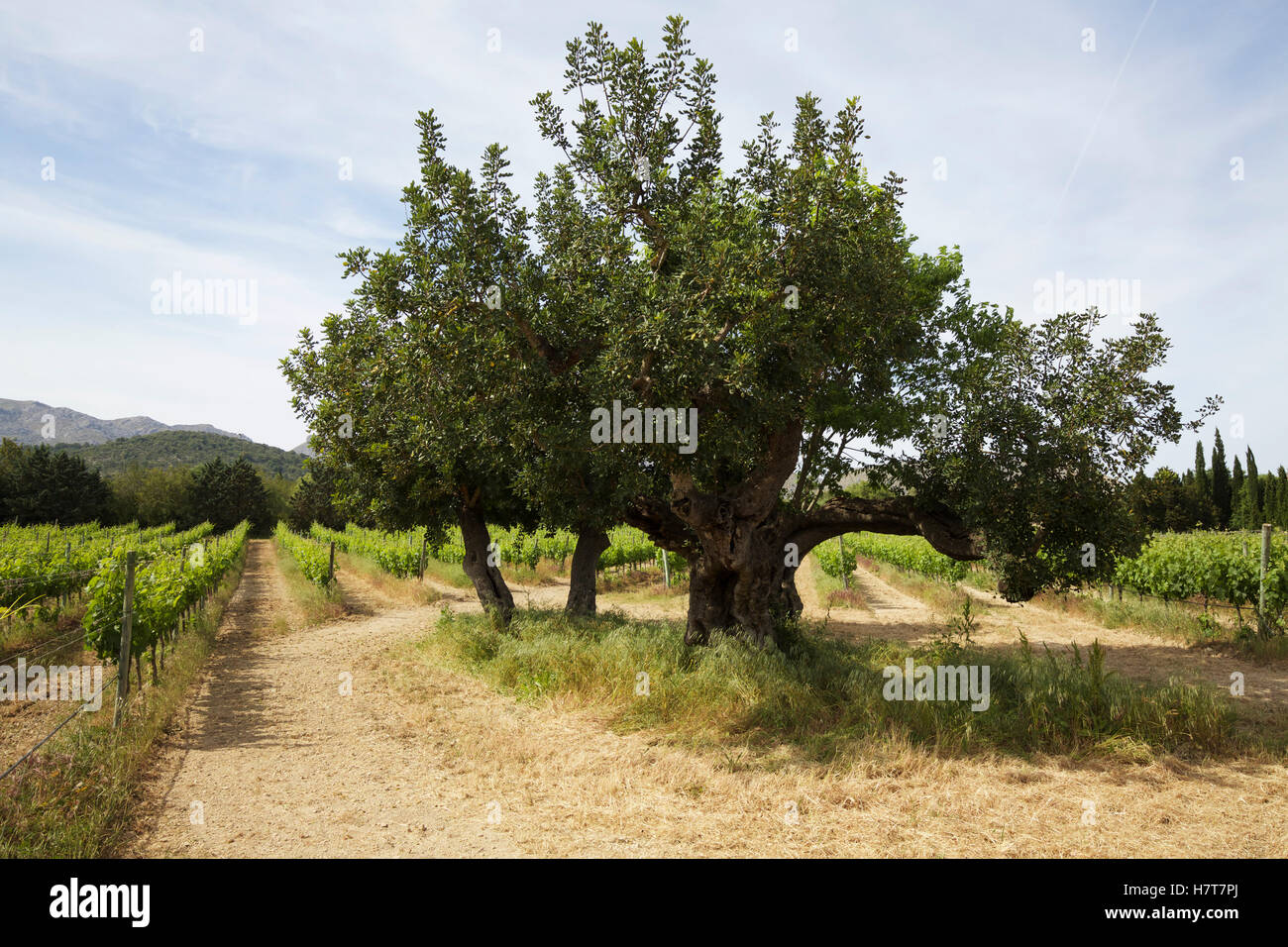 Mallorca landscape vineyard hi-res stock photography and images - Alamy