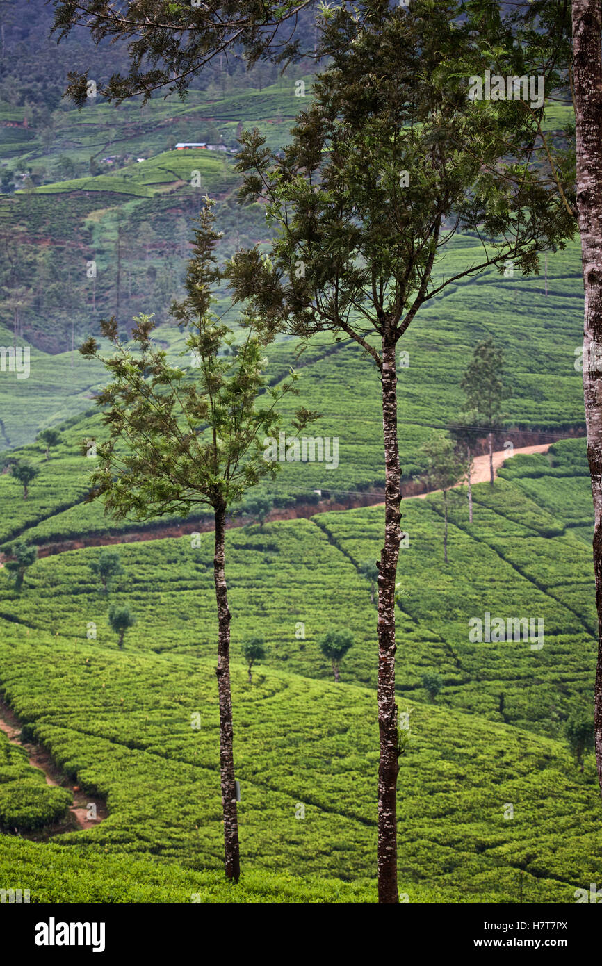 Terraced tea plantation view Stock Photo - Alamy
