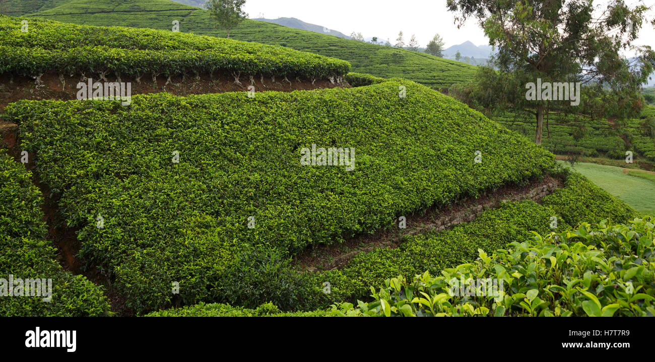 Terraced tea bushes on a tea plantation Stock Photo - Alamy
