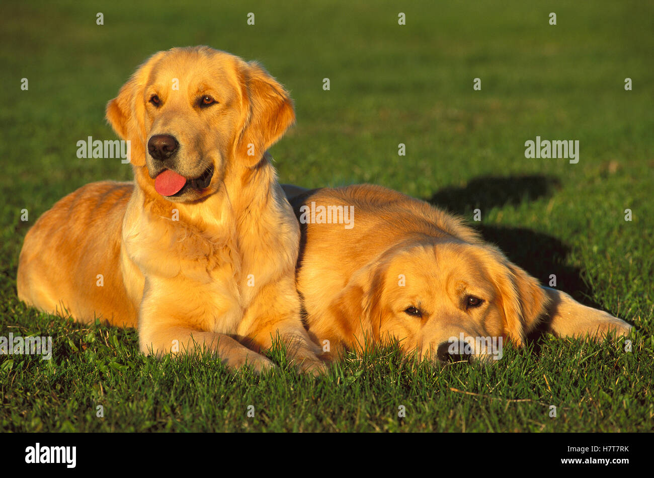 Two Golden Retriever (Canis familiaris) two juveniles resting together ...