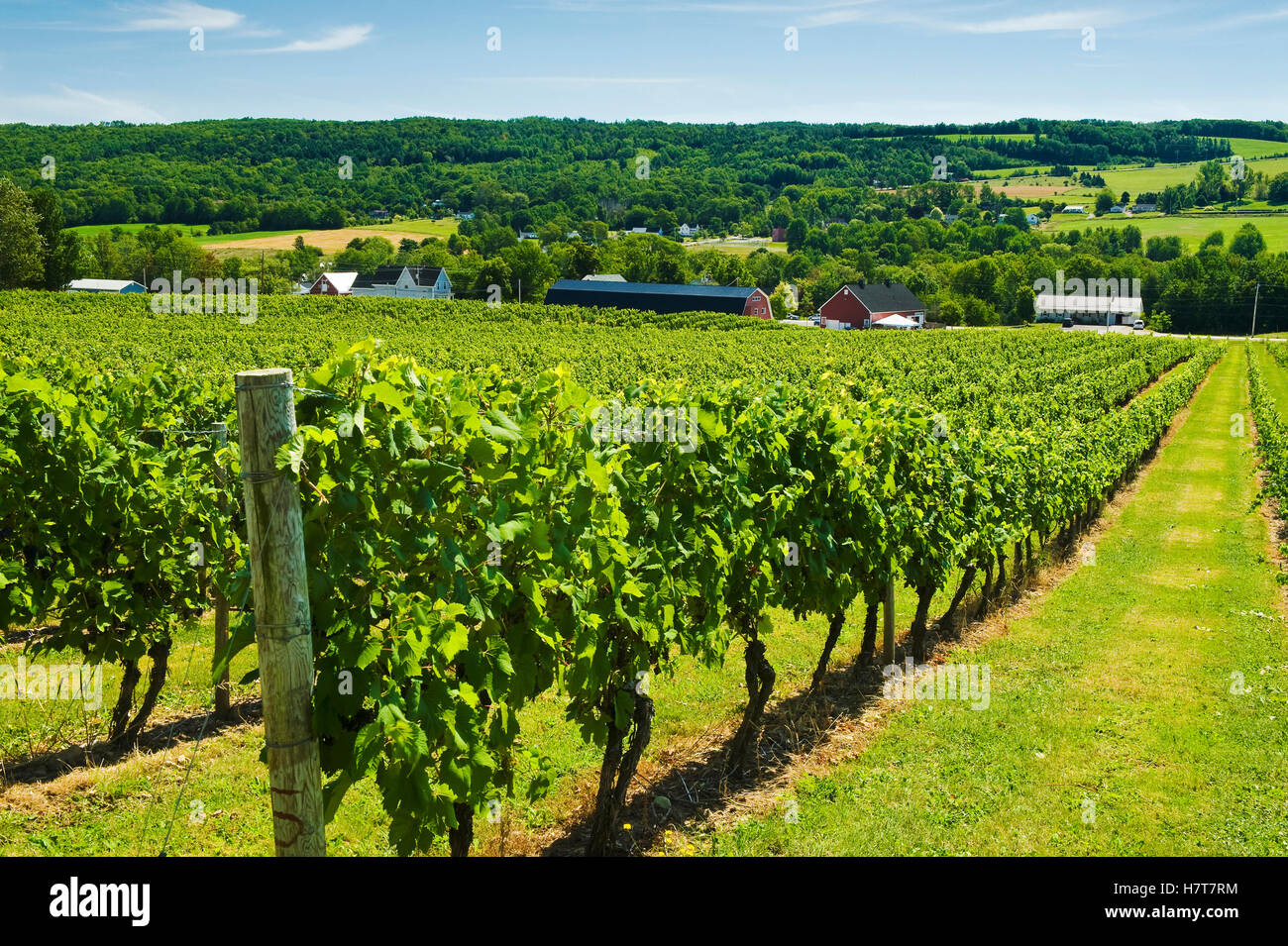 Gasperau Valley vineyards, near Wolfville; Nova Scotia, Canada Stock ...