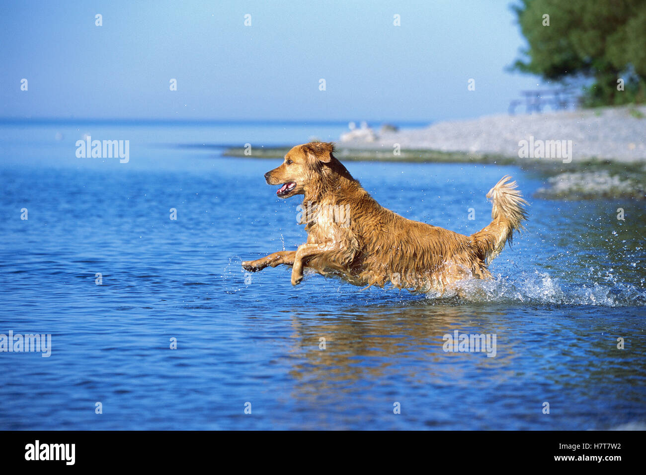 Golden Retriever (Canis familiaris) adult running into lake to fetch a ...