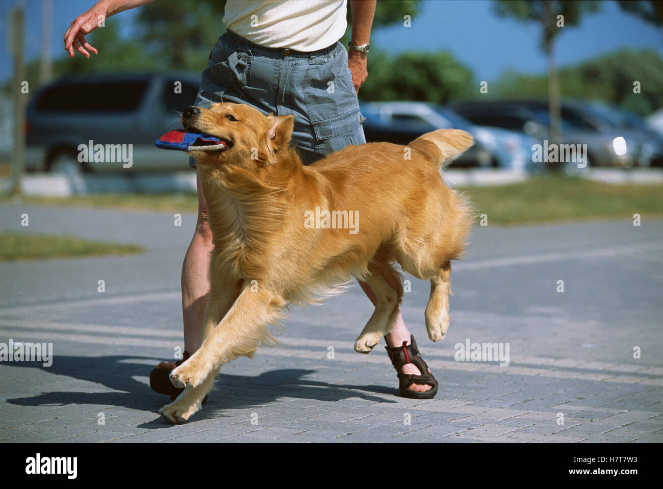 Golden Retriever (Canis familiaris) playing with a frisbee disc Stock ...