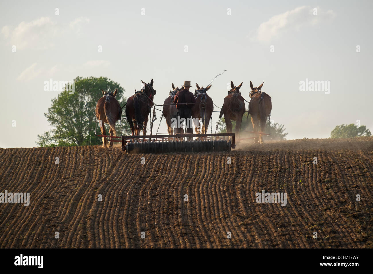 Amish farmer working spring fields; Lititz, Pennsylvania, United States ...