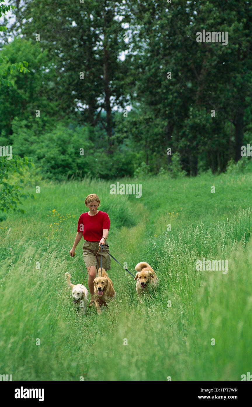 Golden Retriever (Canis familiaris) woman walking three adult dogs in ...
