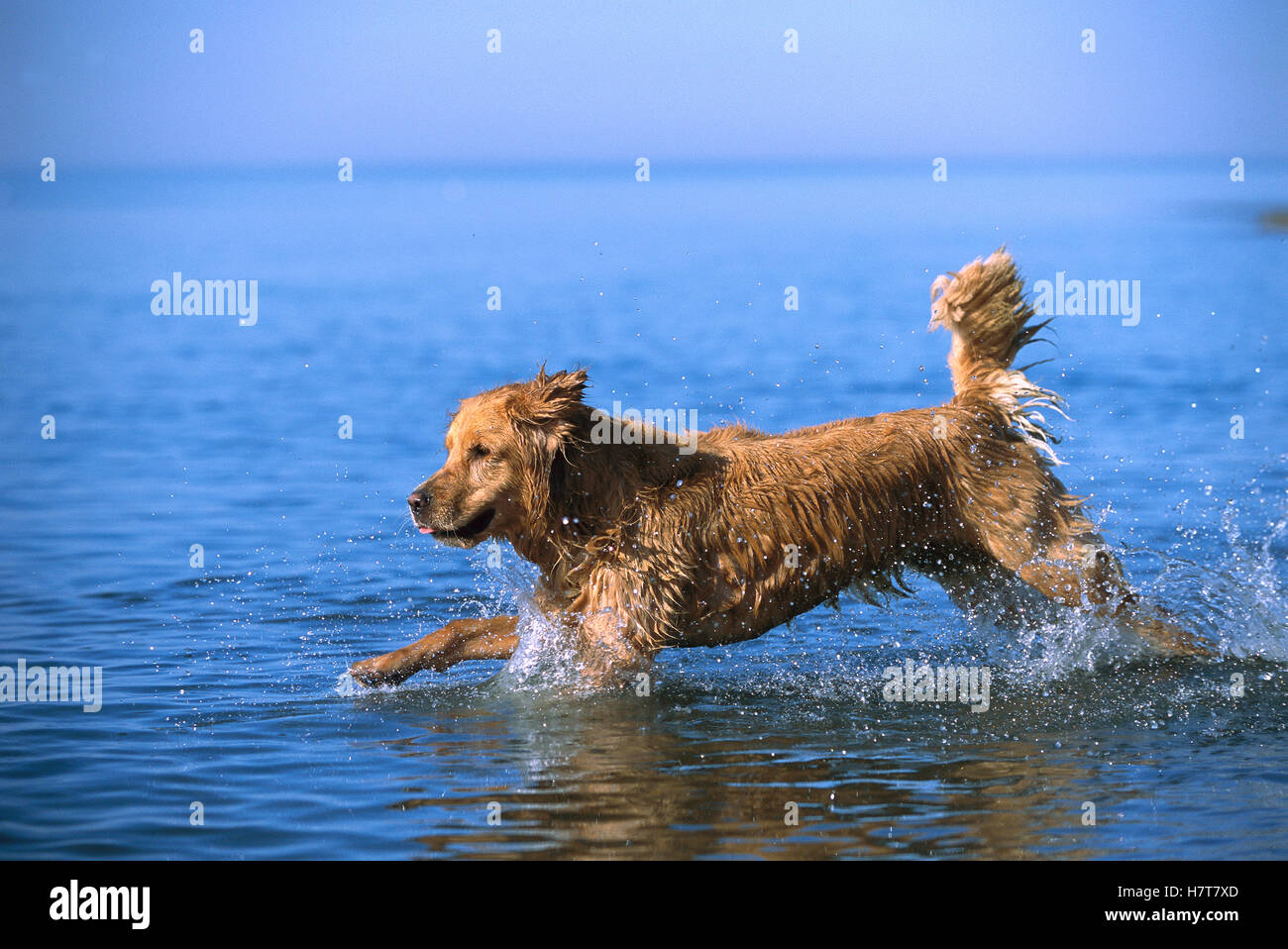 Golden Retriever (Canis familiaris) adult running into lake to fetch a ...