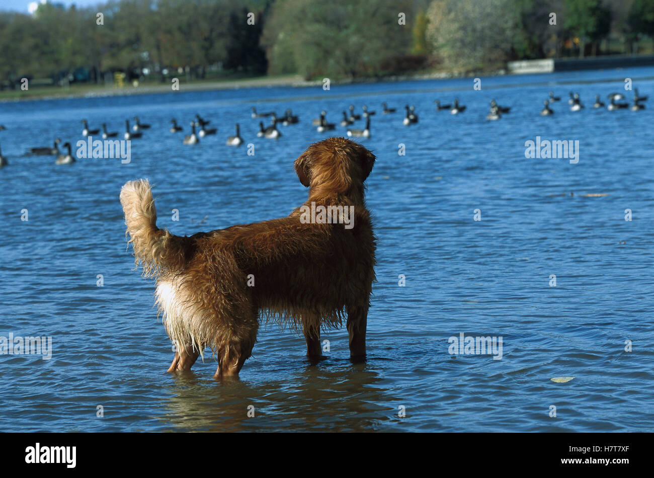 Golden Retriever (Canis familiaris) adult standing in lake watching a ...