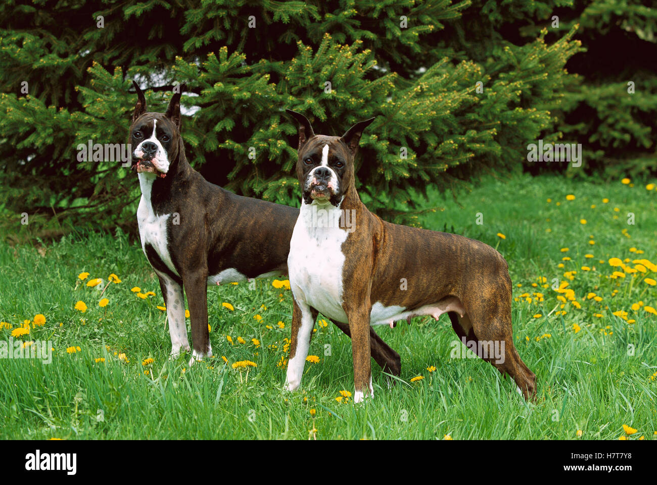 Boxers (Canis familiaris) pair standing in grass Stock Photo - Alamy
