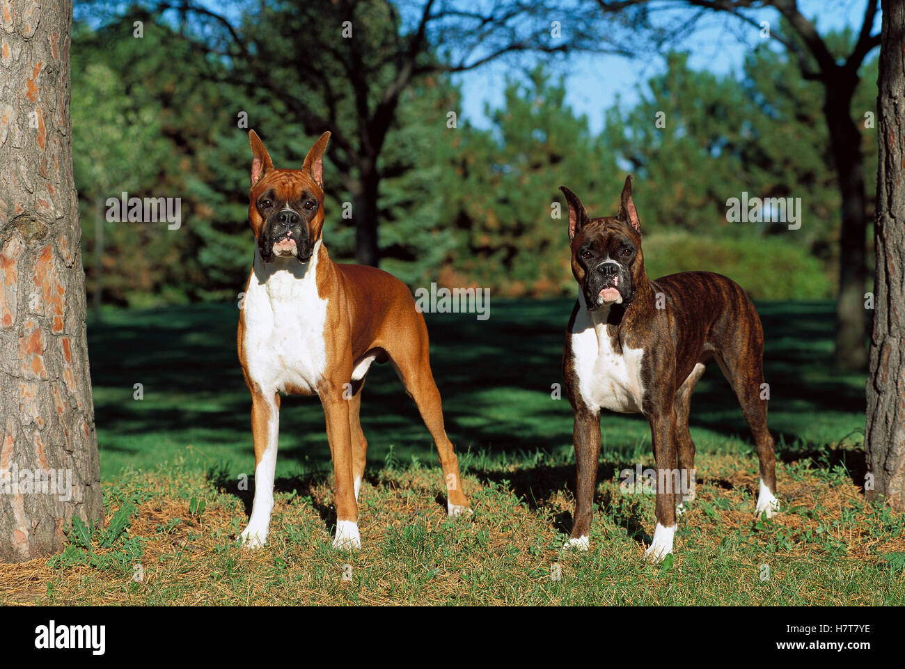 Boxers (Canis familiaris) pair standing at attention Stock Photo - Alamy