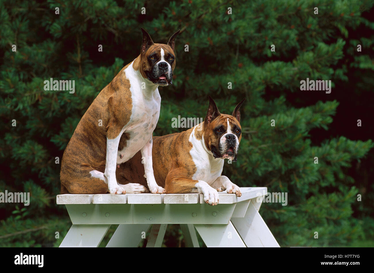 Boxer (Canis familiaris) pair on picnic table Stock Photo - Alamy