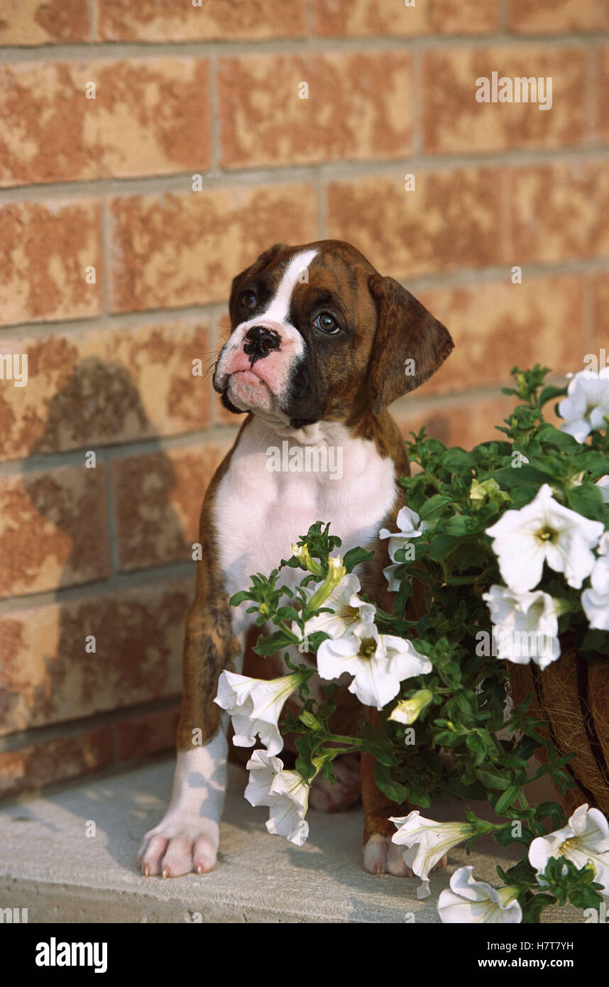 Boxer (Canis familiaris) brindle puppy behind flower pot Stock Photo ...