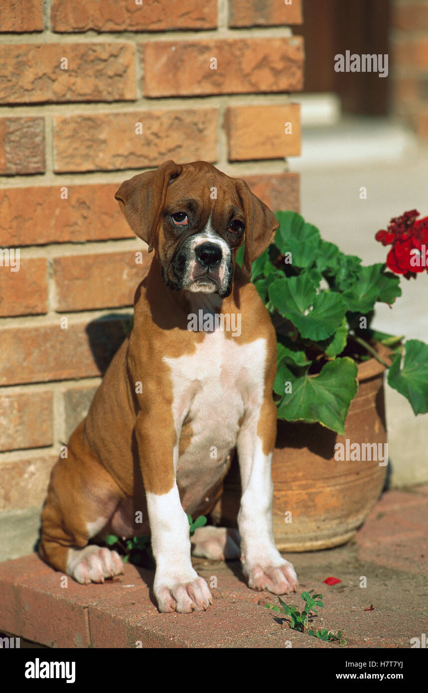 Boxer (Canis familiaris) fawn puppy next to flower pot Stock Photo - Alamy