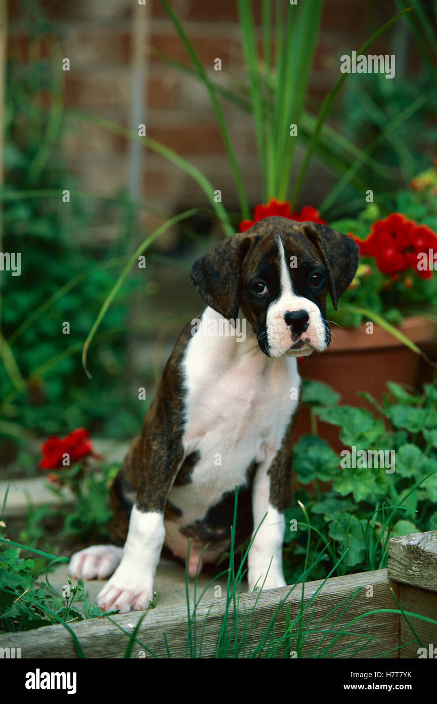 Boxer (Canis familiaris) brindle puppy in garden Stock Photo - Alamy