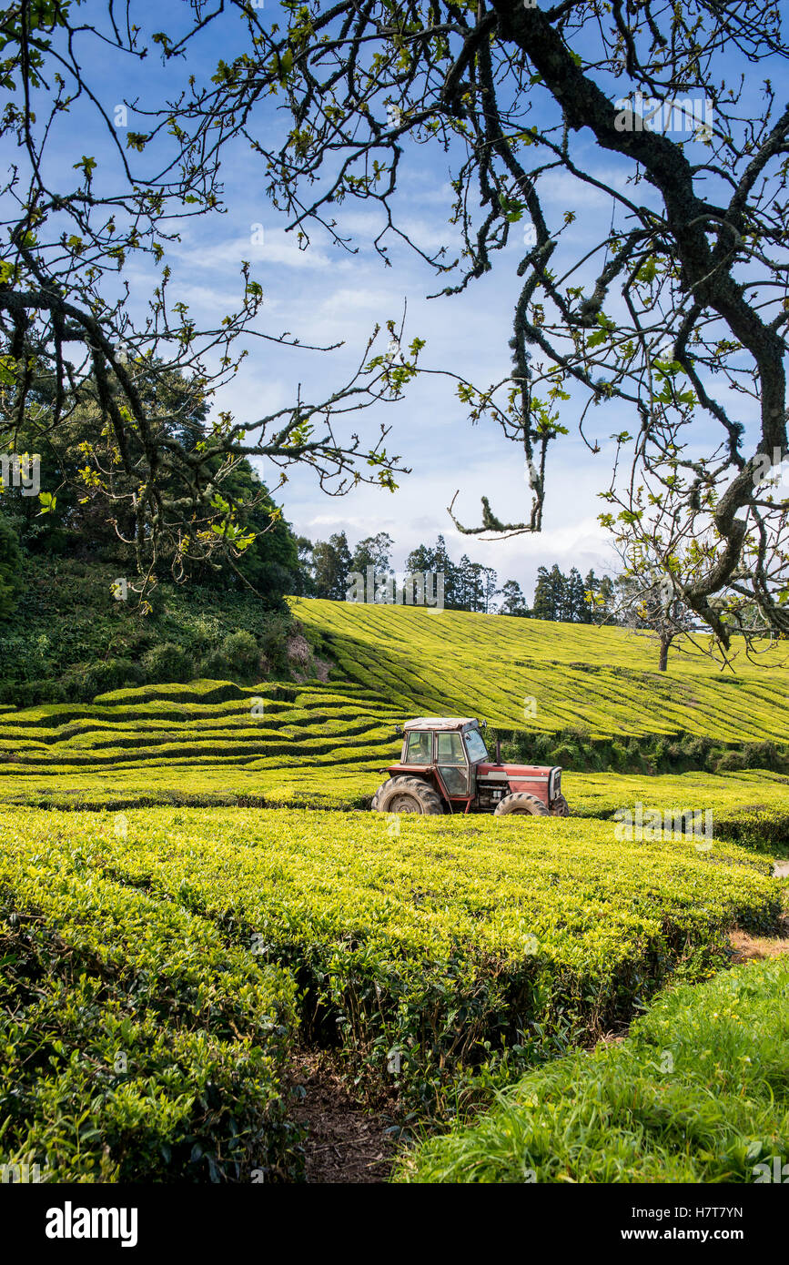 Gorreana Tea Plantation, Azores is the only place in Europe where tea ...