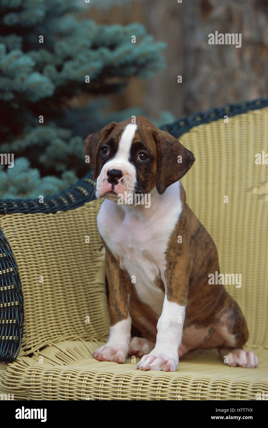 Boxer (Canis familiaris) brindle puppy in wicker chair Stock Photo - Alamy