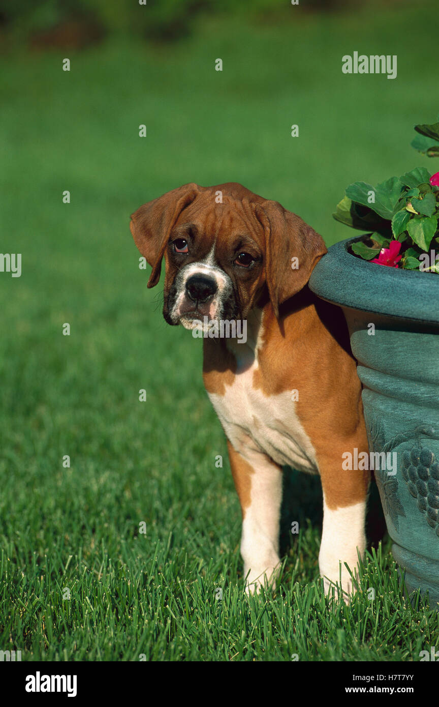 Boxer (Canis familiaris) fawn puppy hiding behind flower pot Stock ...