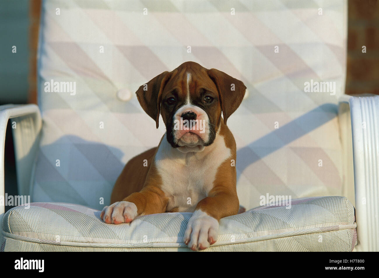 Boxer (Canis familiaris) fawn puppy in chair Stock Photo - Alamy