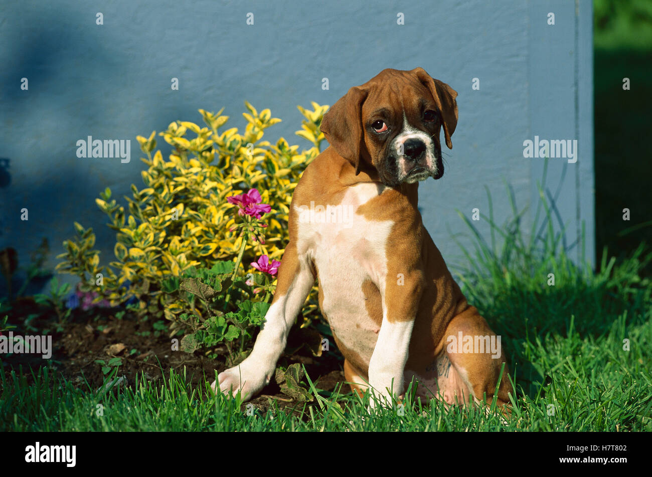 Boxer (Canis familiaris) curious fawn puppy Stock Photo - Alamy