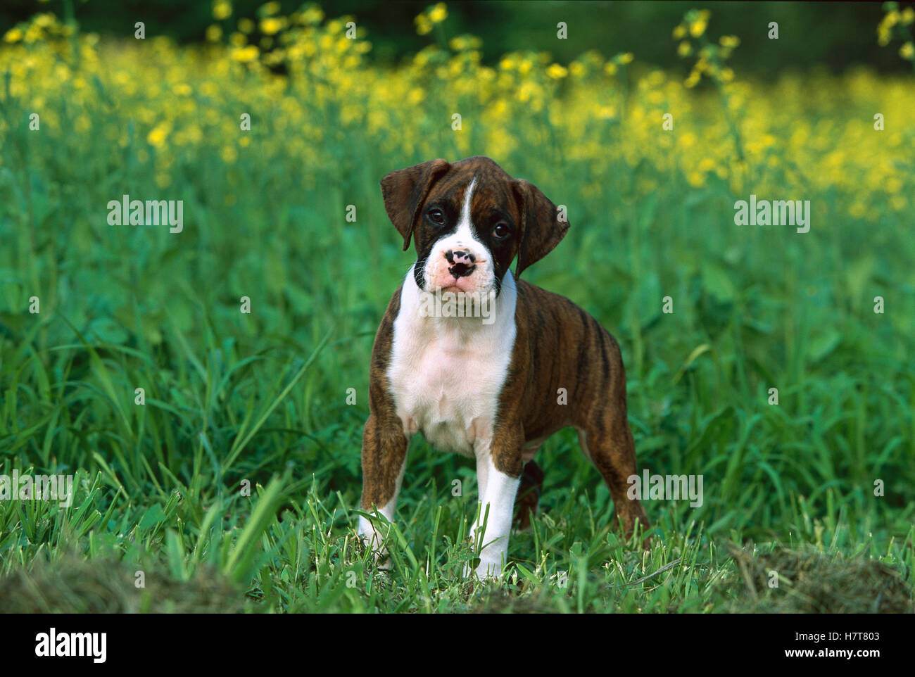 Boxer (Canis familiaris) brindle puppy standing in grass Stock Photo ...