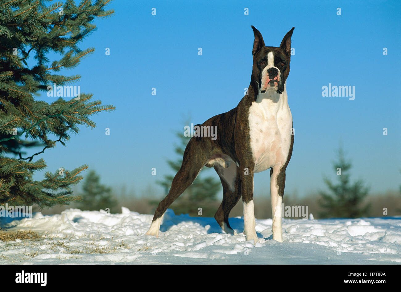 Boxer (Canis familiaris) brindle adult standing in snow Stock Photo - Alamy
