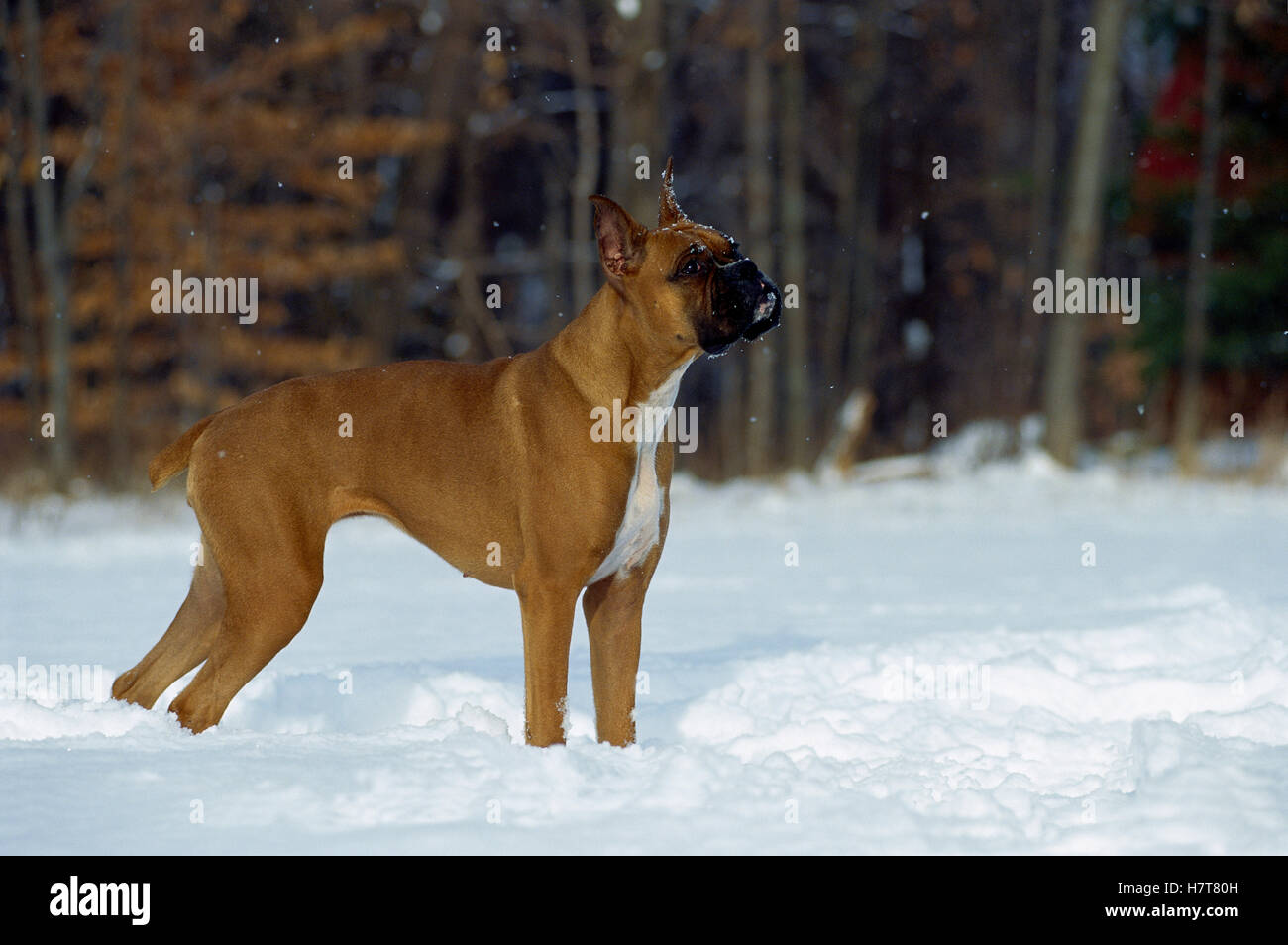 Boxer (Canis familiaris) fawn adult standing in snow Stock Photo - Alamy
