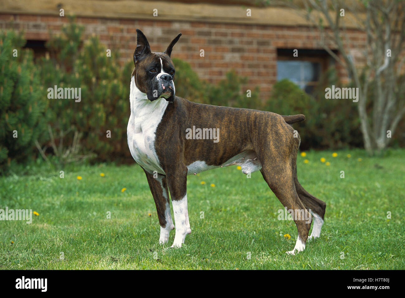 Boxer (Canis familiaris) brindle male standing in grass Stock Photo - Alamy