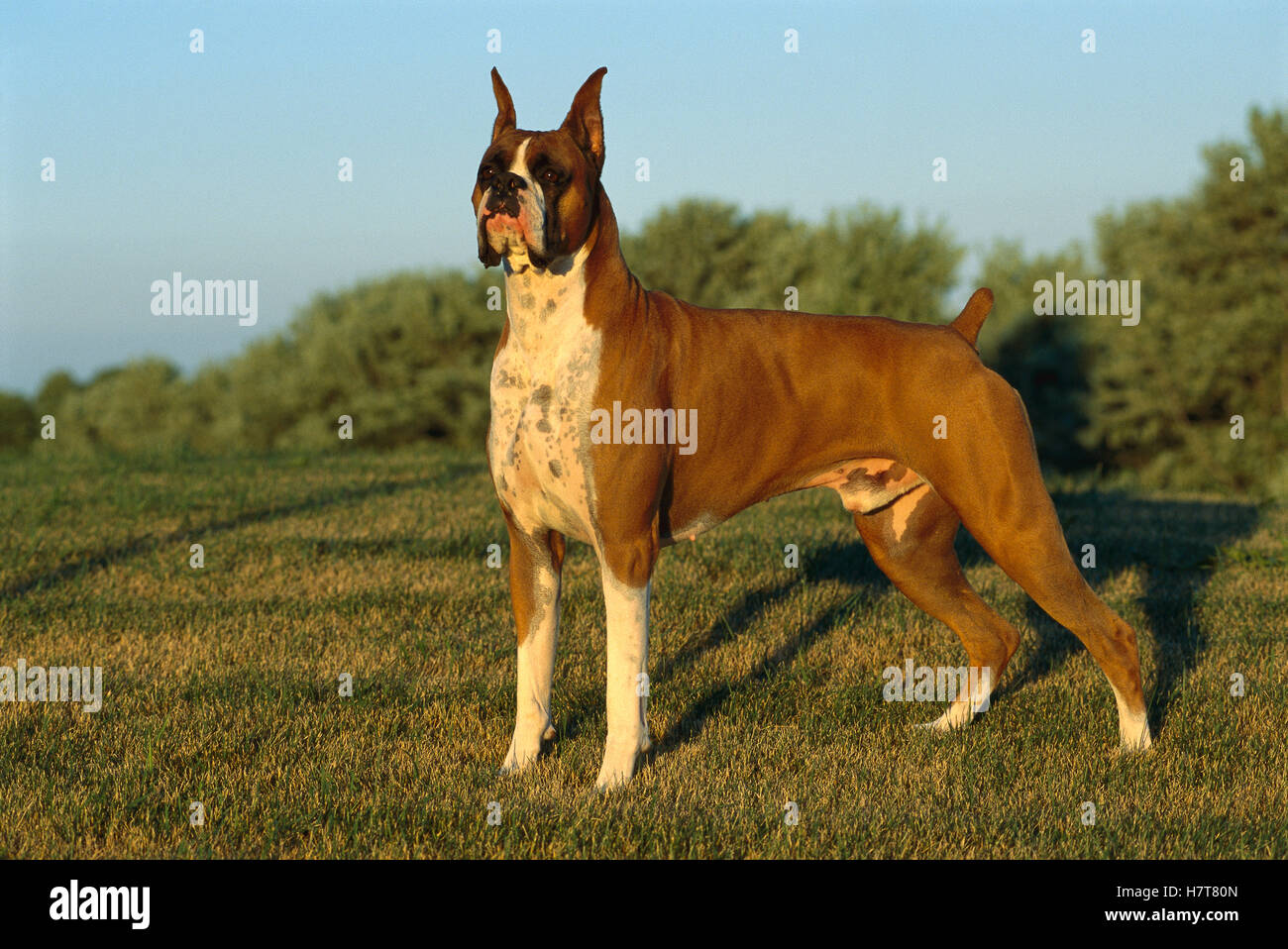 Boxer (Canis familiaris) alert fawn male Stock Photo - Alamy