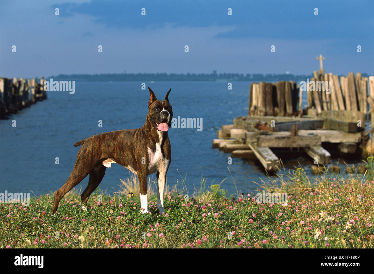Boxer (Canis familiaris) brindle male Stock Photo - Alamy