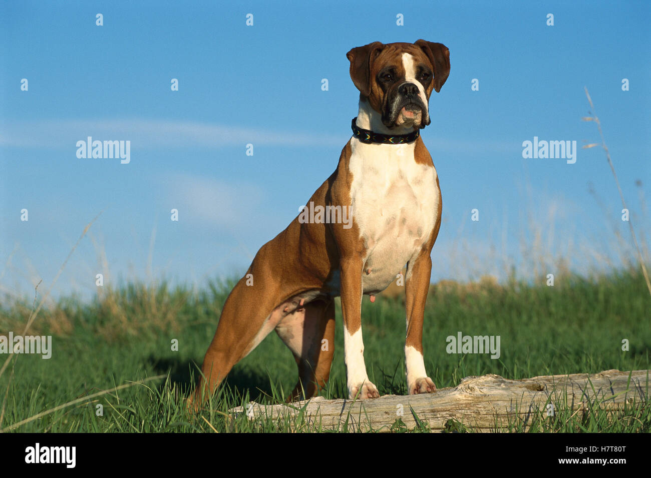 Boxer (Canis familiaris) fawn female with natural ears Stock Photo - Alamy