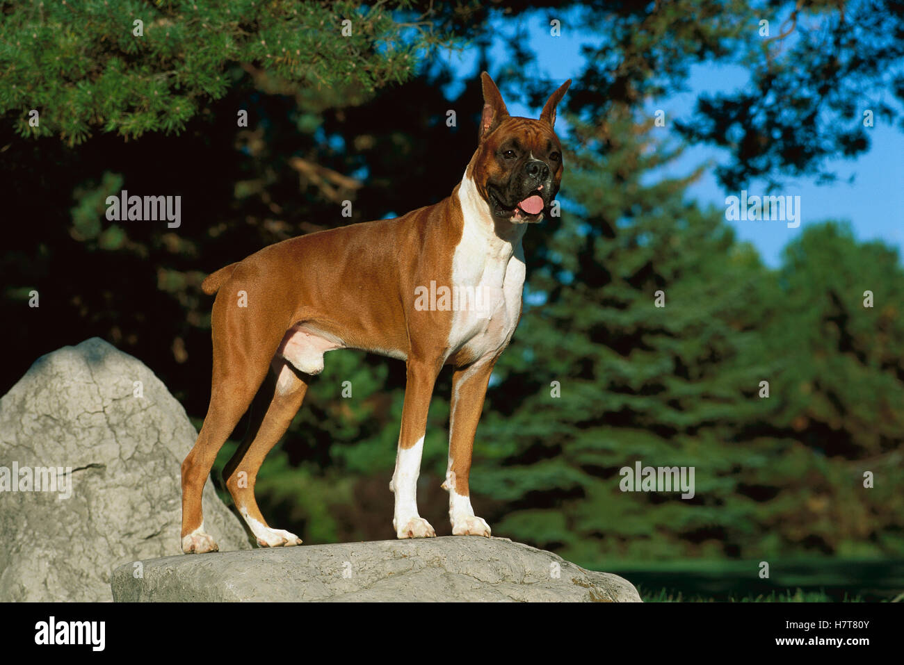 Boxer (Canis familiaris) fawn male Stock Photo - Alamy
