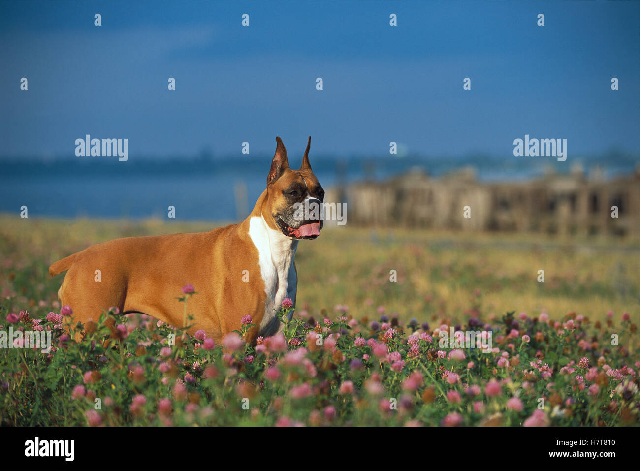 Boxer (Canis familiaris) fawn adult in meadow Stock Photo - Alamy