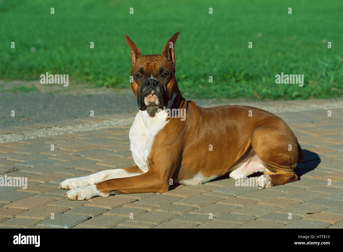 Boxer (Canis familiaris) fawn male laying on patio Stock Photo - Alamy