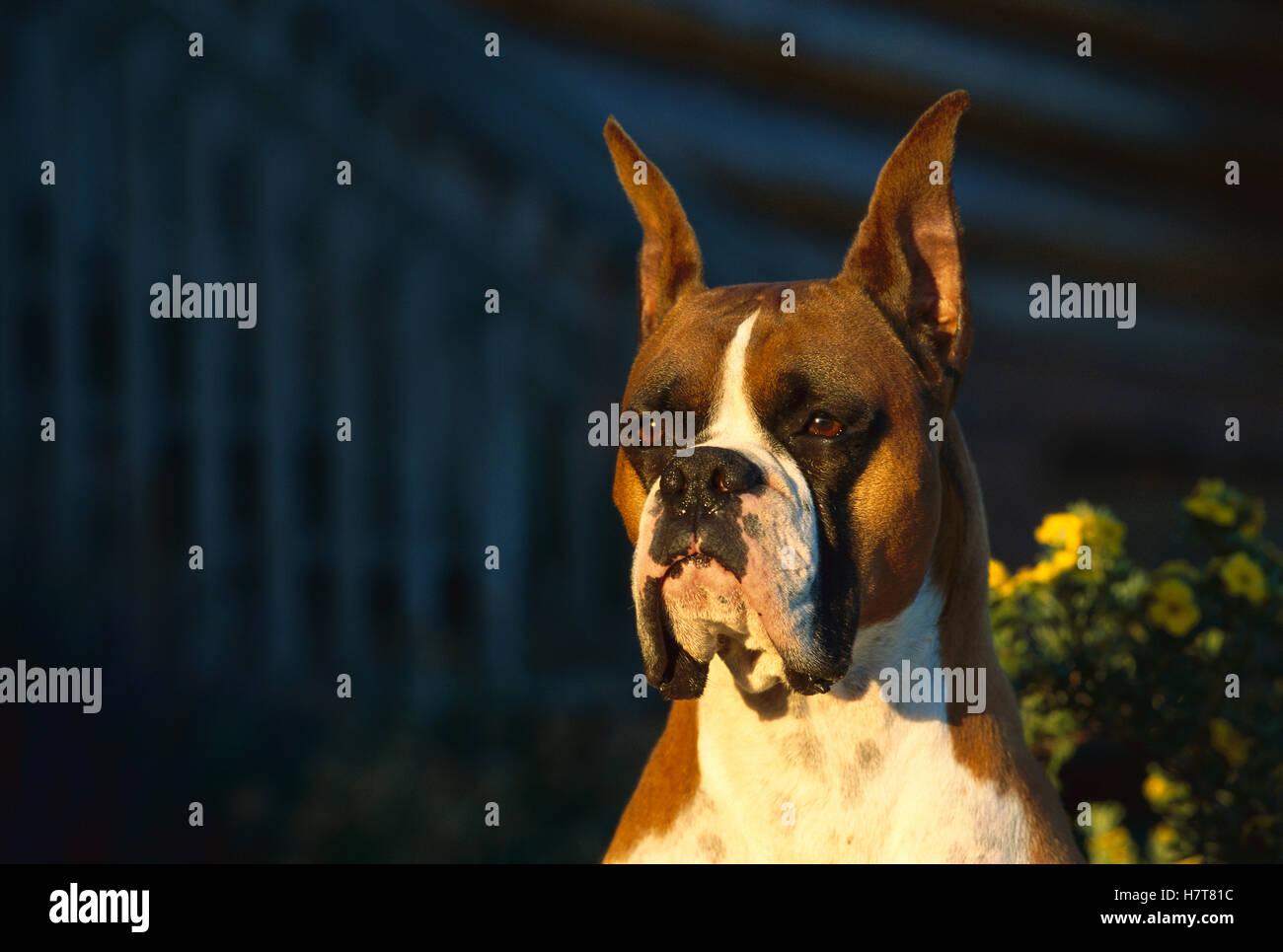 Boxer (Canis familiaris) fawn colored adult, portrait Stock Photo - Alamy