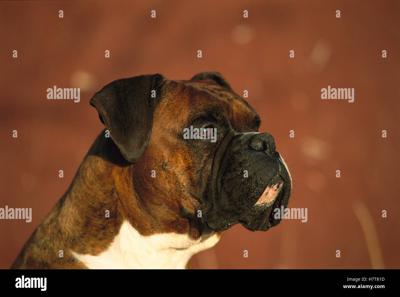 Boxer (Canis familiaris) portrait natural ears Stock Photo - Alamy